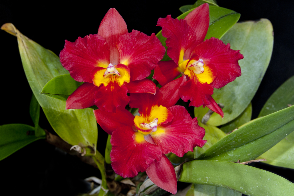 Home | Houston Orchid Society | Conservation | Preservation | Education