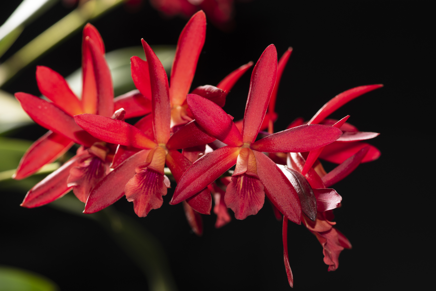 2022 Spring Show Awards | Houston Orchid Society | Conservation ...