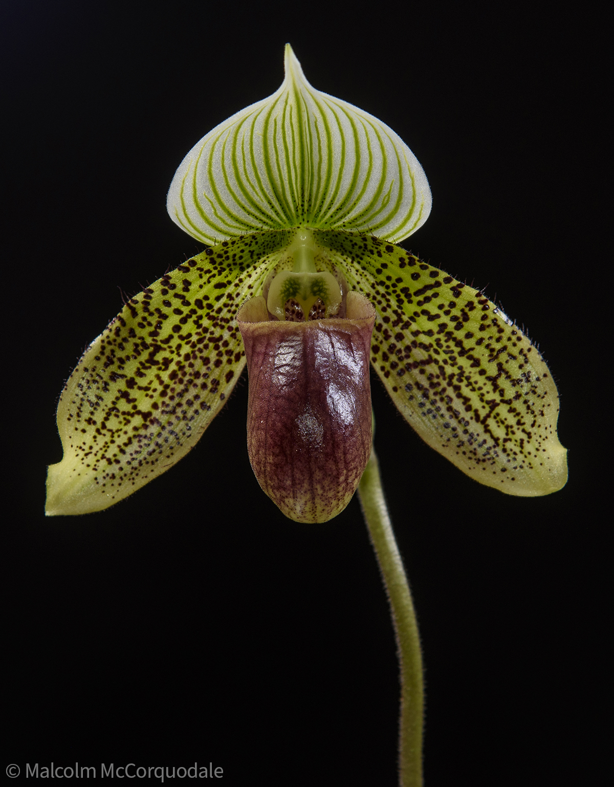 June 2022 Awards | Houston Orchid Society | Conservation | Preservation ...