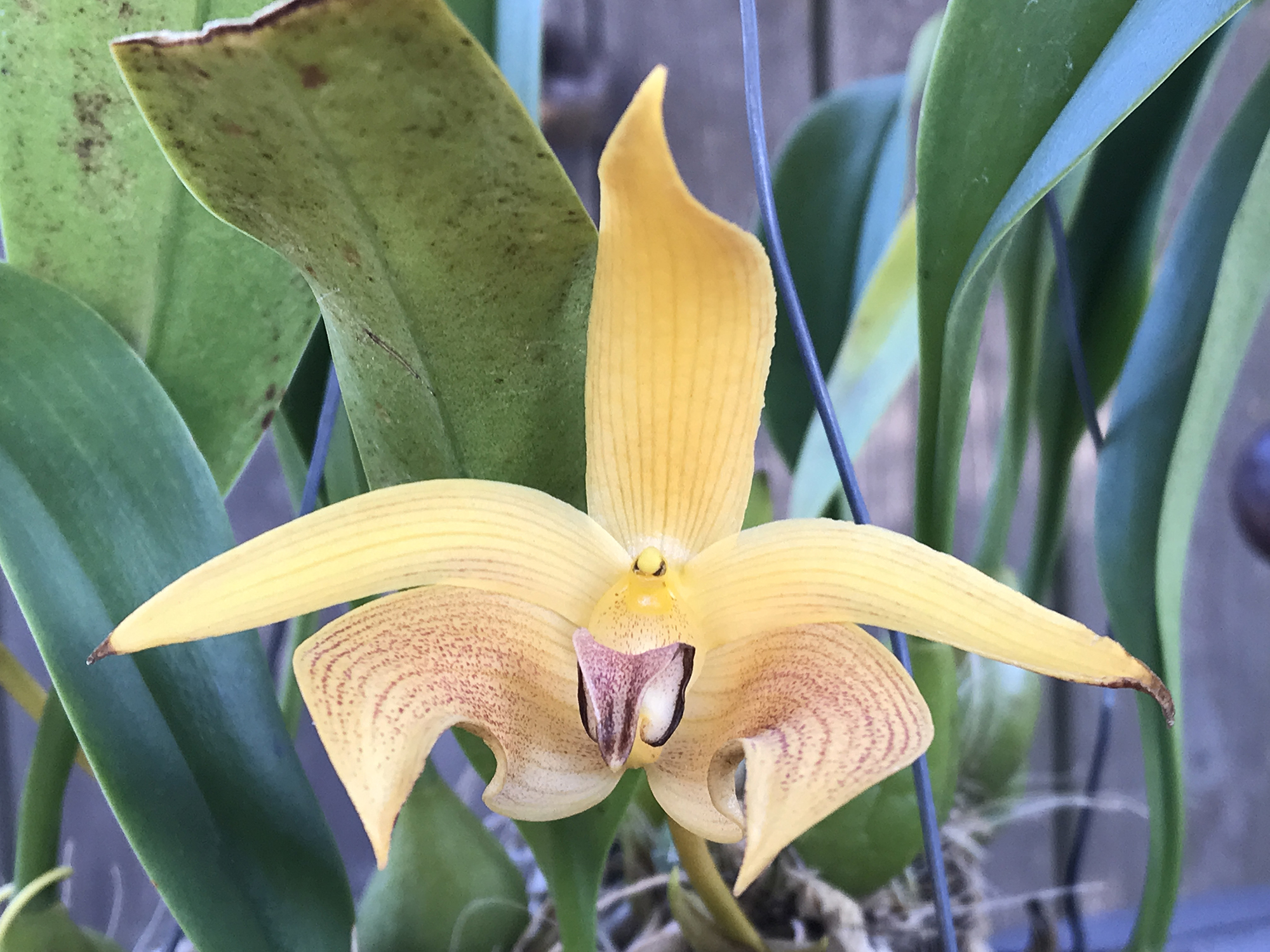 Bulb. claptonense | Houston Orchid Society | Conservation ...
