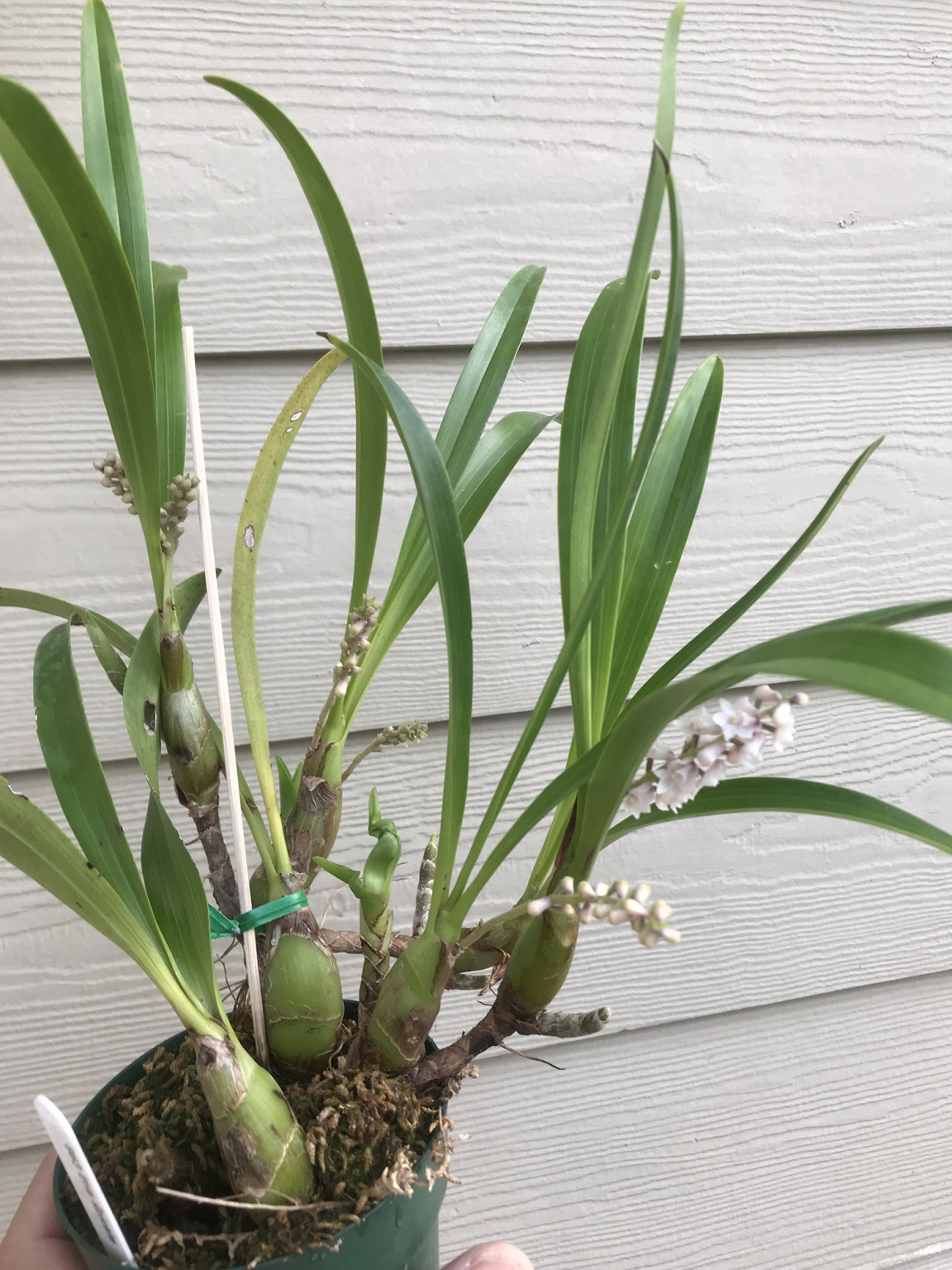Eria spicata | Houston Orchid Society | Conservation | Preservation ...