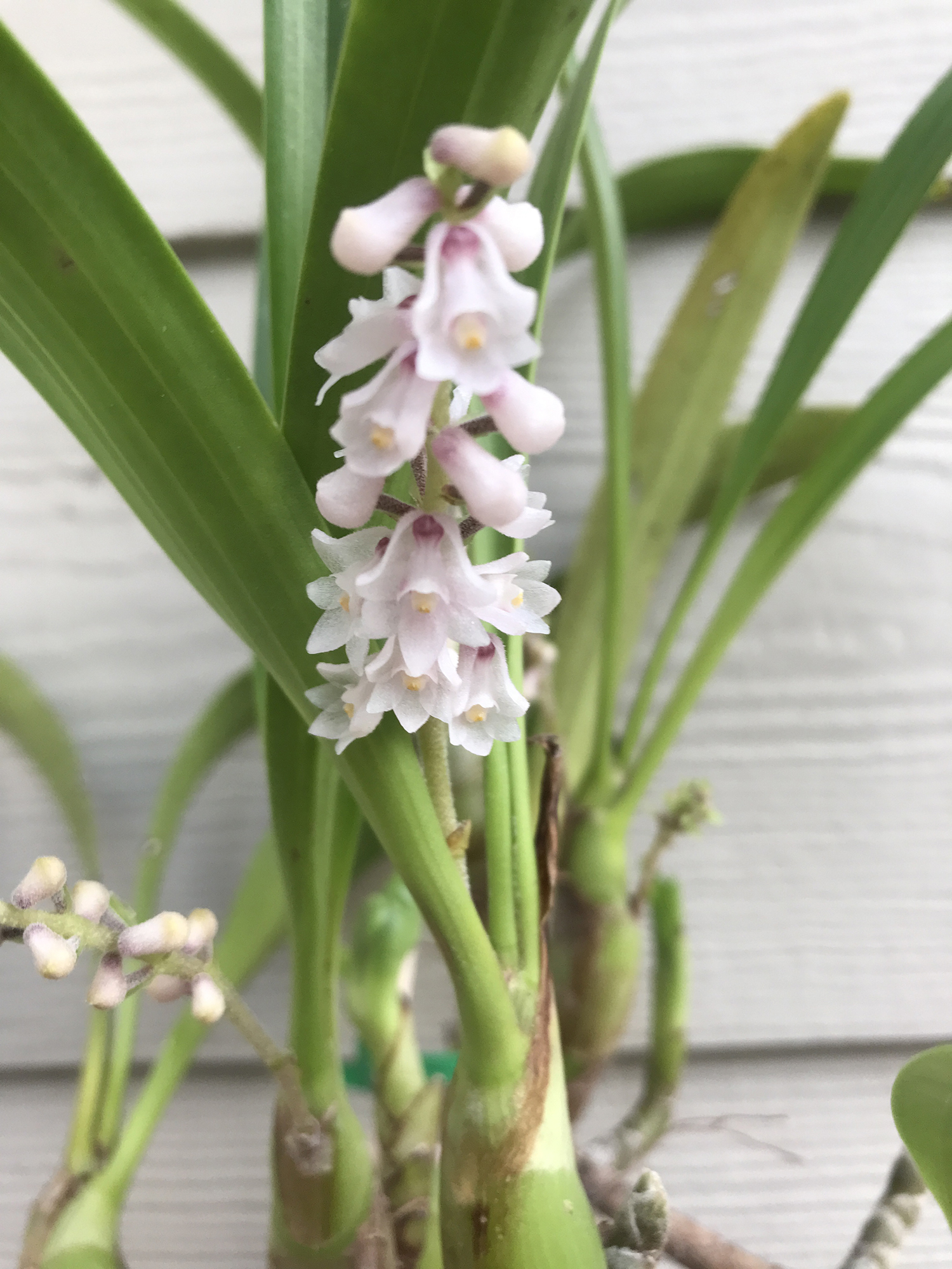 Eria spicata | Houston Orchid Society | Conservation | Preservation ...