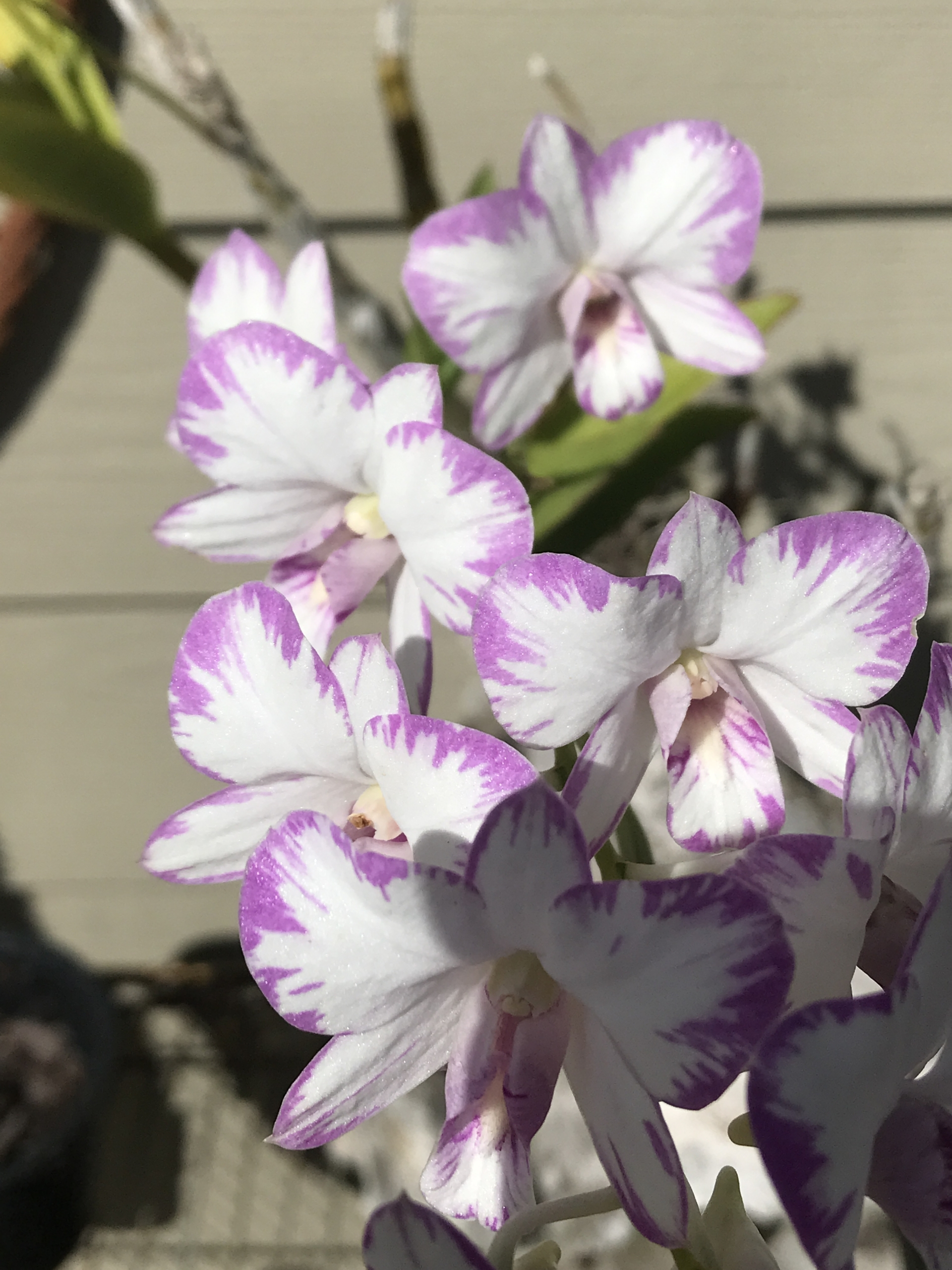 Dendrobium Enobi Purple 'Splash' | Houston Orchid Society ...