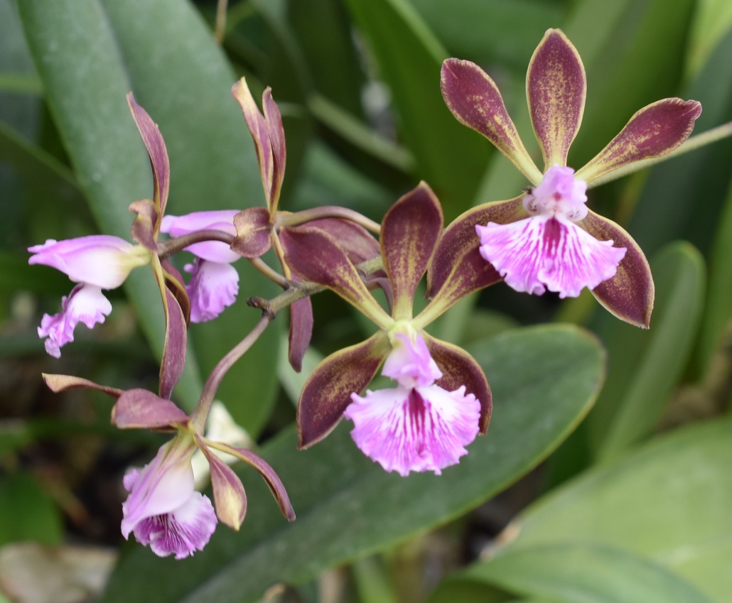 Encyclia phoenicea | Houston Orchid Society | Conservation ...