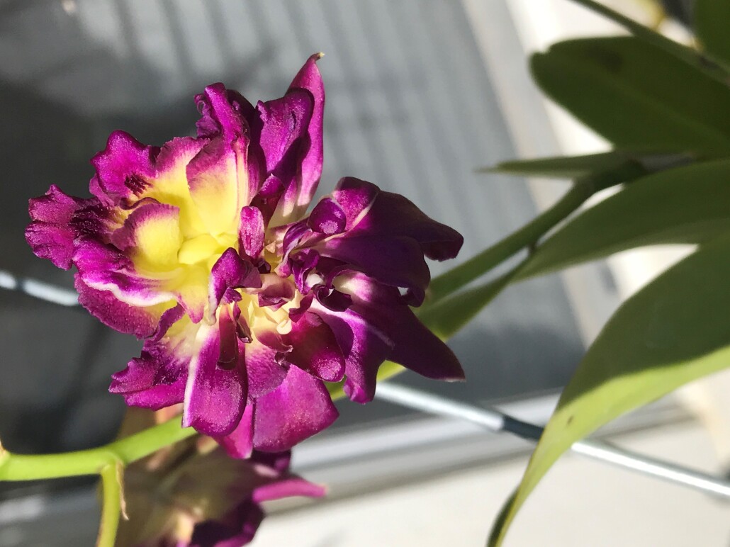 Dendrobium Burana Sunshine 'Peony' | Houston Orchid Society ...