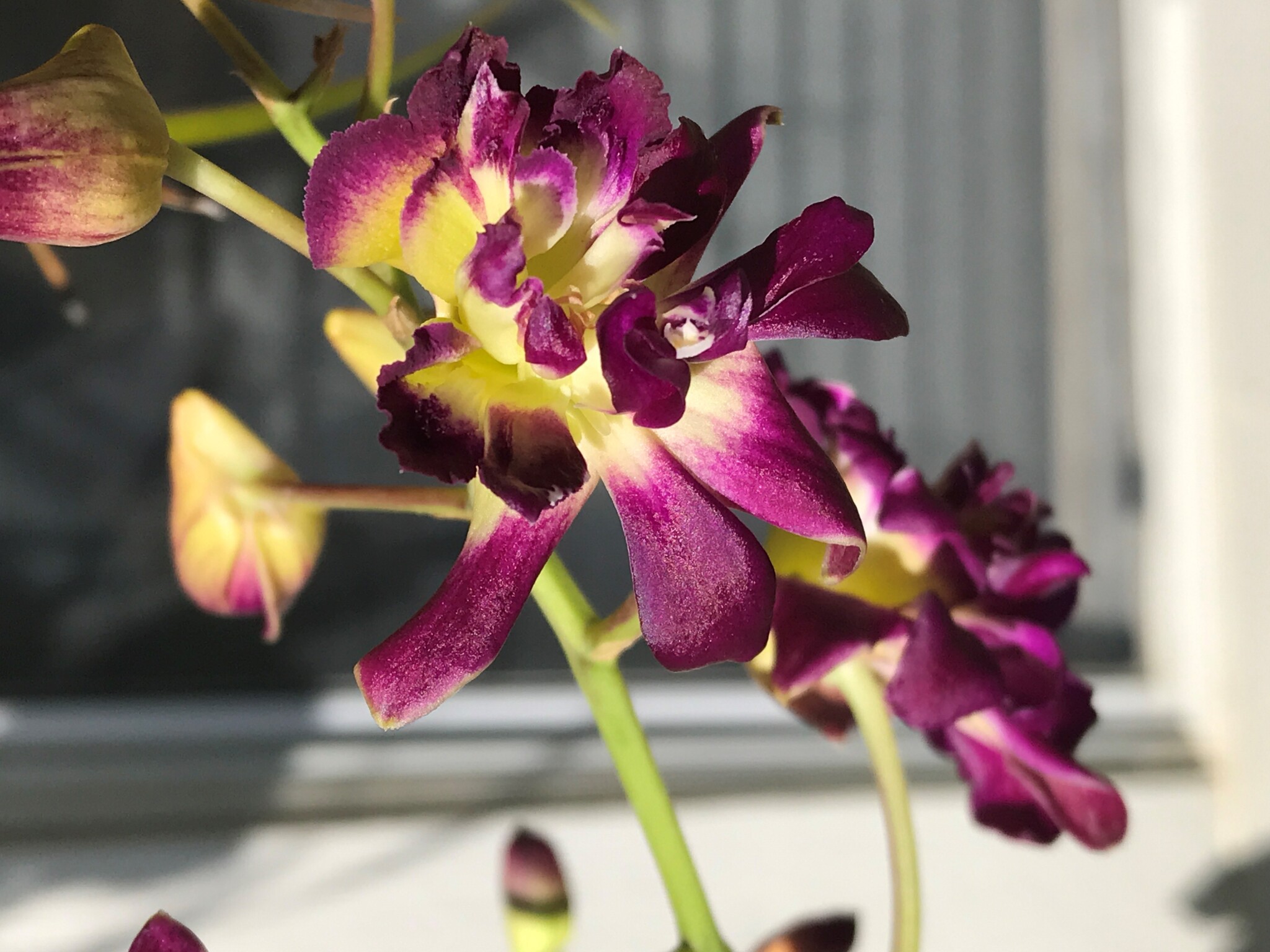Dendrobium Burana Sunshine 'Peony' | Houston Orchid Society ...