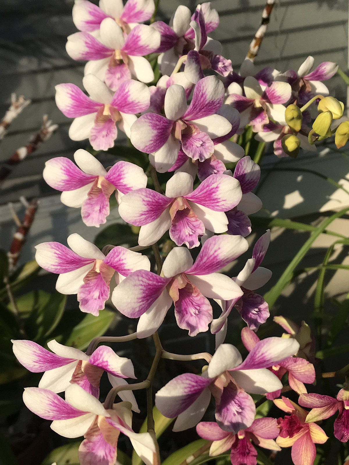 Dendrobium Triple Fantacy | Houston Orchid Society | Conservation ...