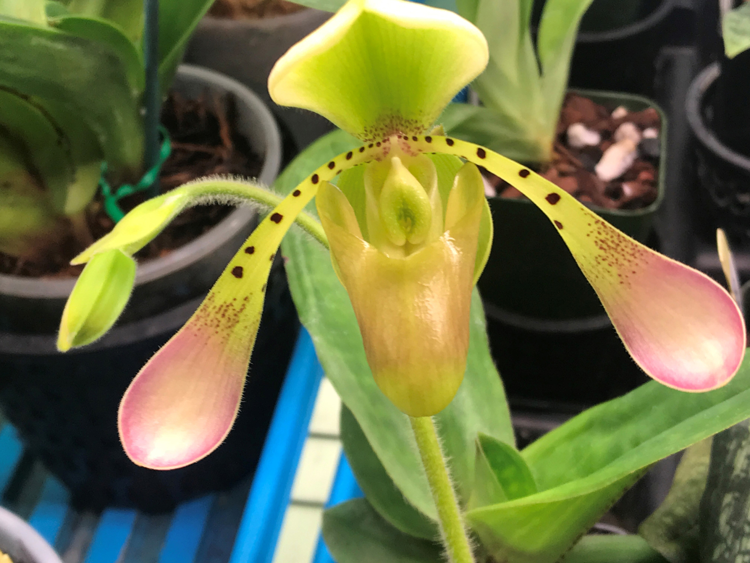 Paphiopedilum haynaldianum x Paph. lowii half alba | Houston Orchid Society | Conservation ...