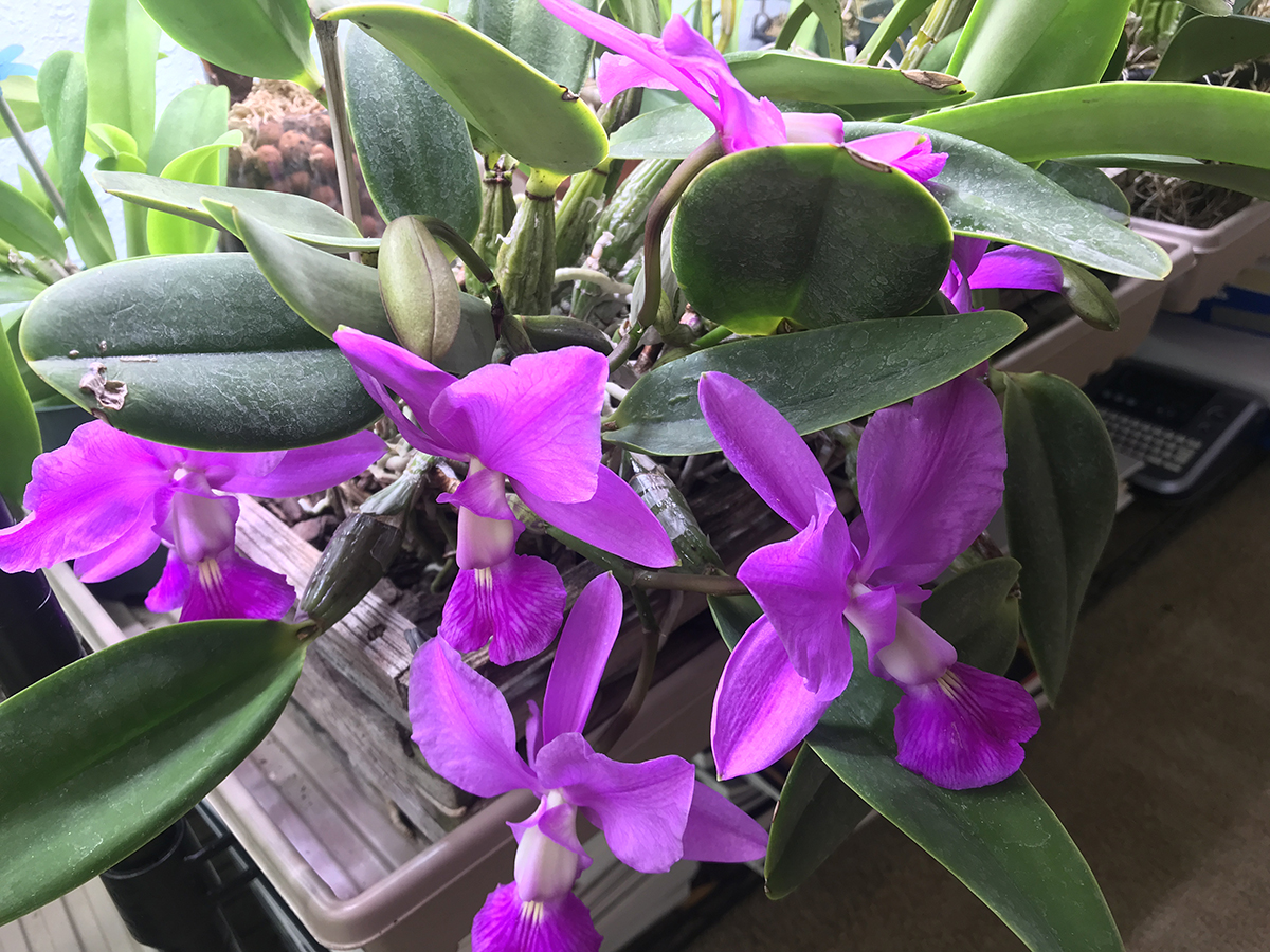 Cattleya walkeriana 'Isabel Rosalia Oliveros' AM/AOS x self | Houston ...