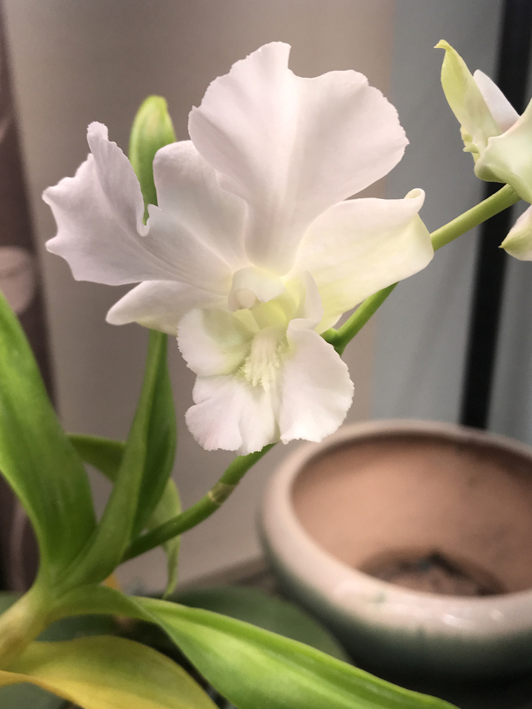 Dendrobium Emma White x Burana White | Houston Orchid Society ...
