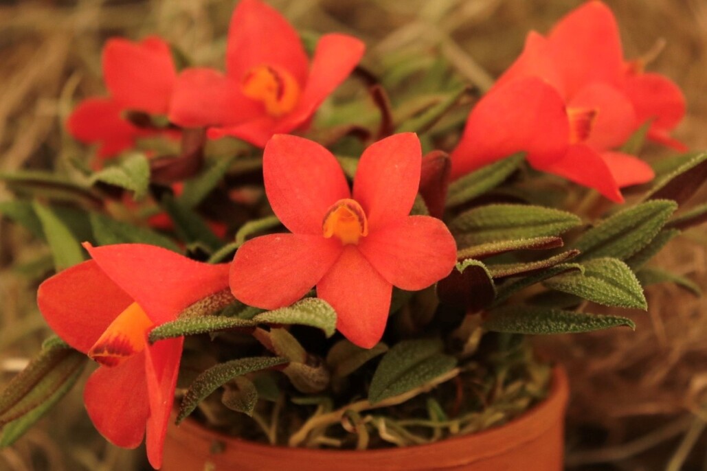 Dendrobium cuthbertsonii 'Chris' "Red" | Houston Orchid Society ...