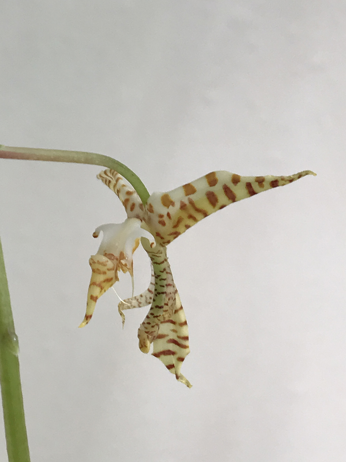 Gongora histrionica | Houston Orchid Society | Conservation ...