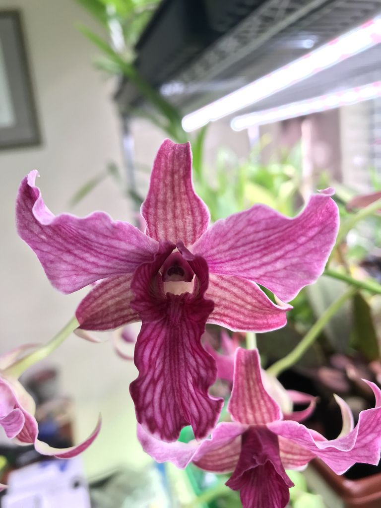 Dendrobium Hawaii Spectacular | Houston Orchid Society | Conservation ...